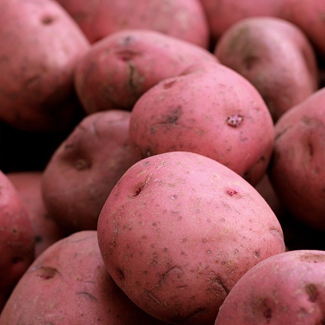 Patata Red Pontiac :: Agricultura Pel Territori